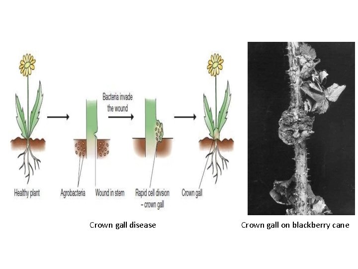 Agrobacteriummediated Transformation By Dr Zaryab Khalid Class BS