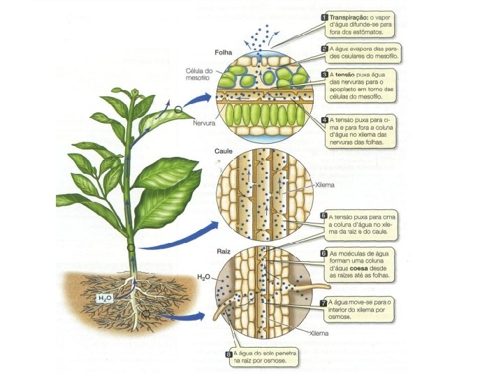 Fisiologia Vegetal Introduo A fisiologia vegetal a parte