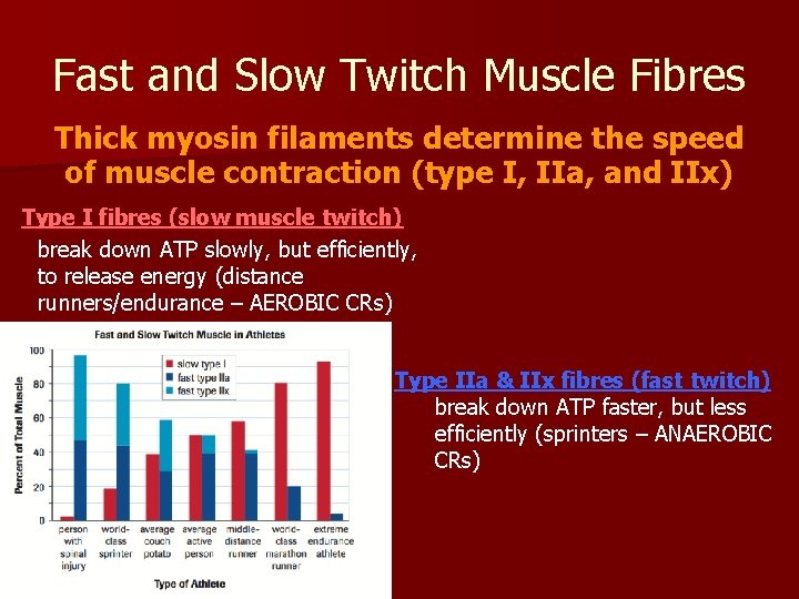 Muscles Types of Muscles 1 Cardiac Muscle HEART