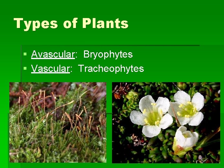 Kingdom Plantae Angiosperms Gymnosperms TSW distinguish between ...