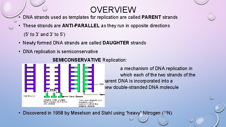 DNA REPLICATION MAKING COPIES OVERVIEW DNA strands used