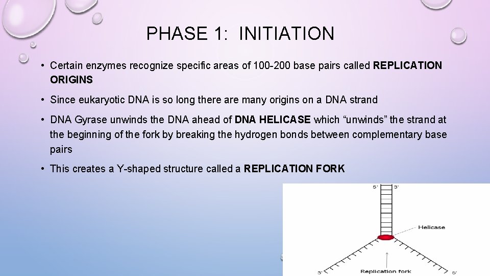 DNA REPLICATION MAKING COPIES OVERVIEW DNA strands used