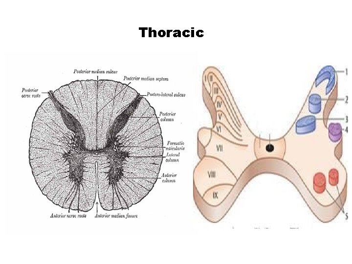 Spinal Cord Internal Structure Cervical Lumber Thoracic Structure