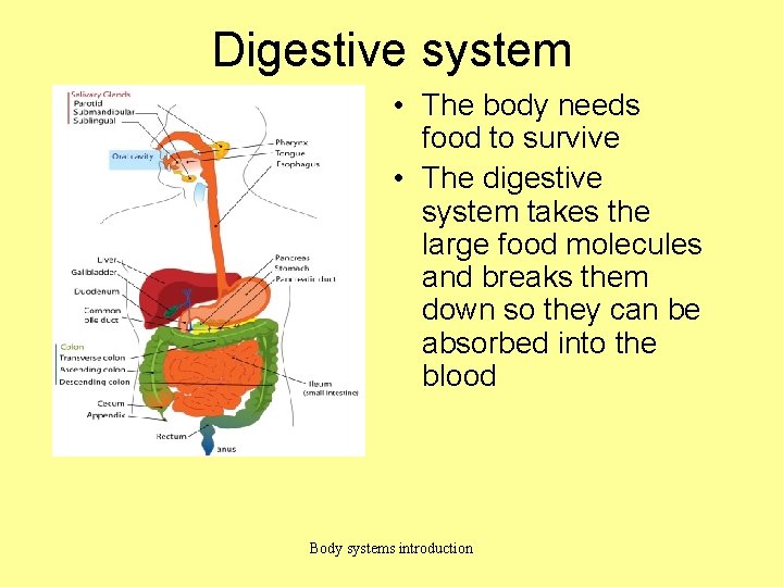 Body Systems The human body is made up