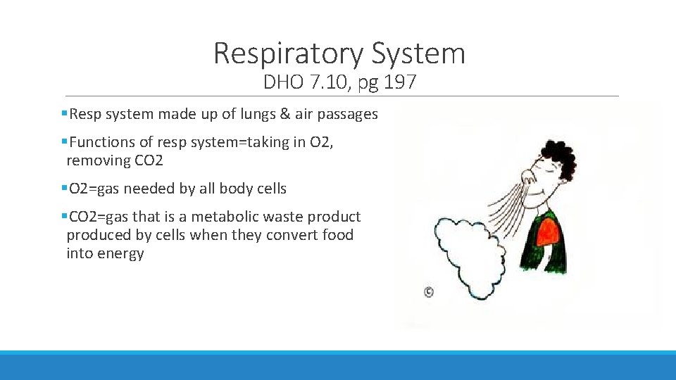 Respiratory System Organs and structures DHO 7 10