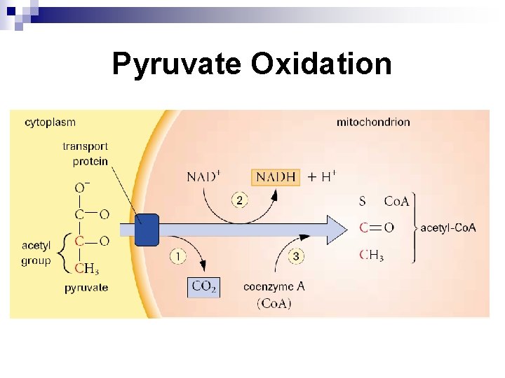 Cellular Respiration How do Organisms Get Energy Photoautotrophs