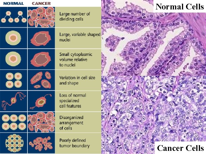 Cancer causes and treatment Mitosis Mutations can be