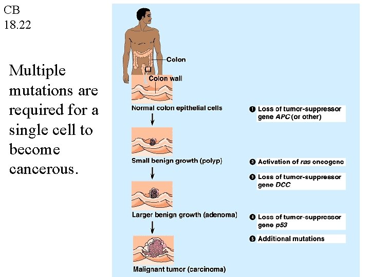 Cancer causes and treatment Mitosis Mutations can be