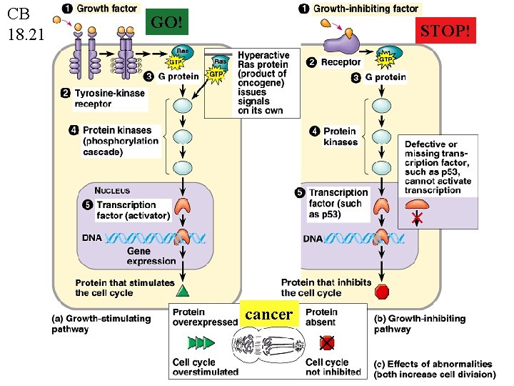 Cancer causes and treatment Mitosis Mutations can be