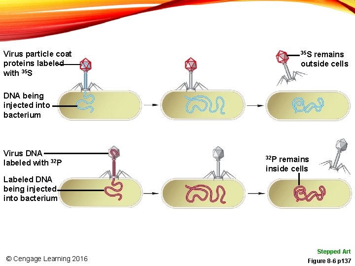 CHAPTER 8 DNA STRUCTURE AND FUNCTION Cengage Learning