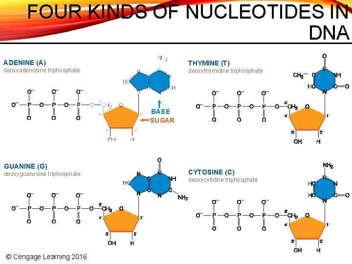 CHAPTER 8 DNA STRUCTURE AND FUNCTION Cengage Learning