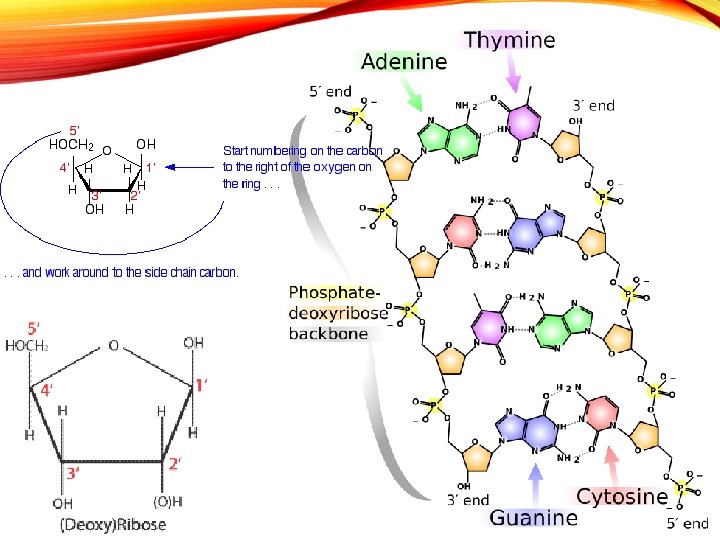 CHAPTER 8 DNA STRUCTURE AND FUNCTION Cengage Learning