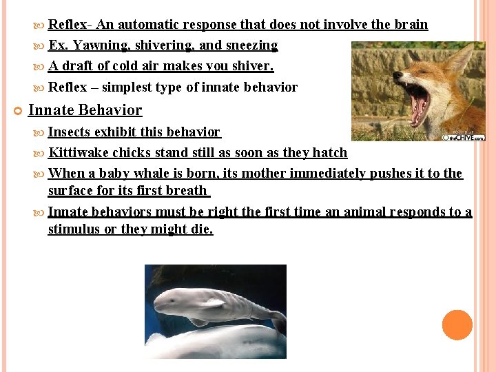 ANIMAL BEHAVIOR Animal Behavior ANIMAL BEHAVIOR Types of