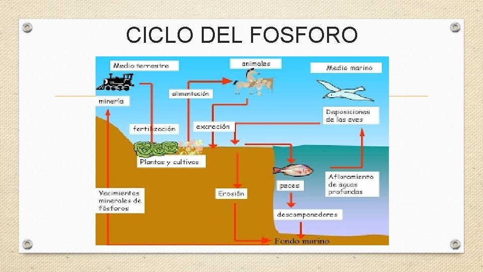 CICLO DEL FOSFORO El ciclo del fsforo es