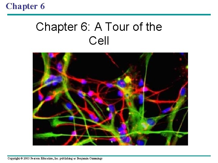 Chapter 6 A Tour of the Cell Copyright