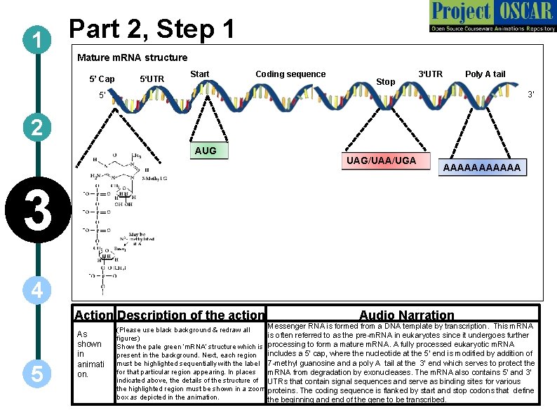 Structure functions of RNA Ribonucleic acid RNA is