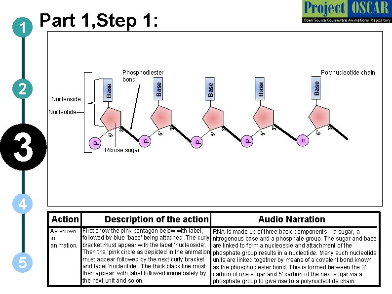 Structure functions of RNA Ribonucleic acid RNA is
