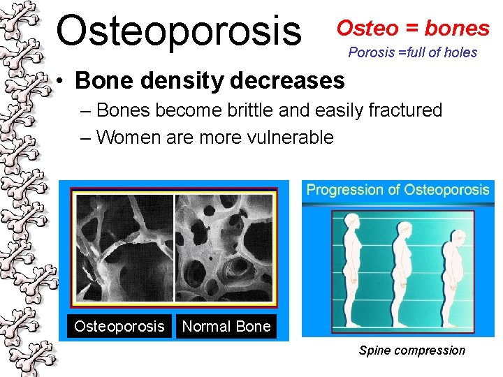 Skeletal System Entrance Question Explain the relationship between