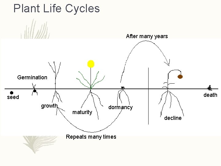 Plants as organisms Unit 3 Lesson 1 Plant
