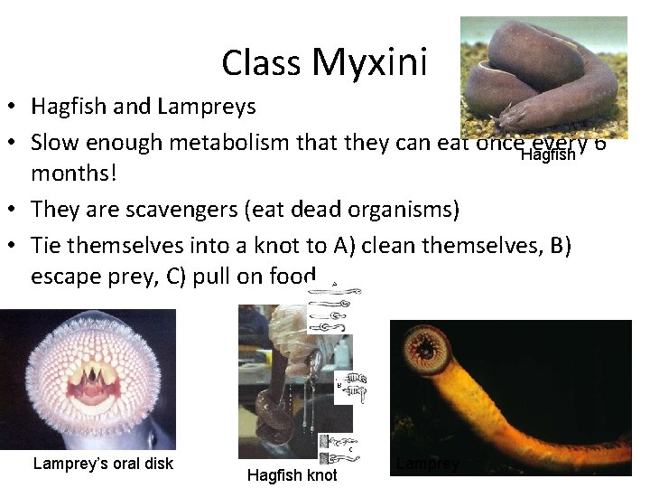 Phylum Chordata Contains ALL fishes amphibians reptiles birds