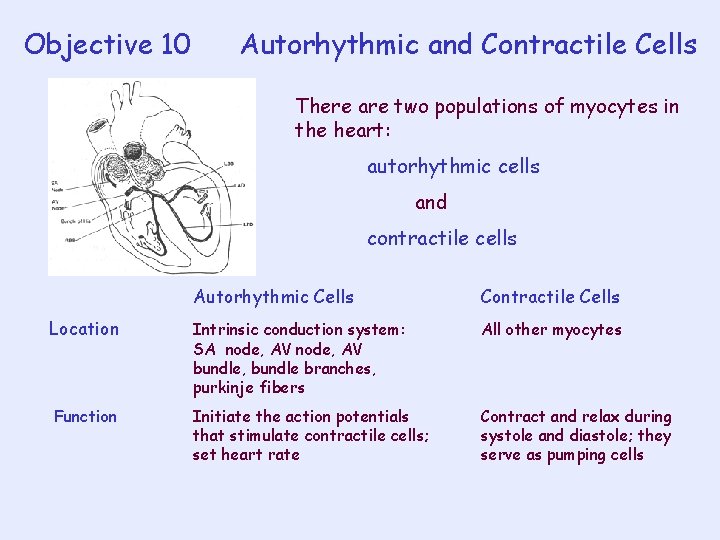 Objective 8 Coronary Circulation The function of coronary