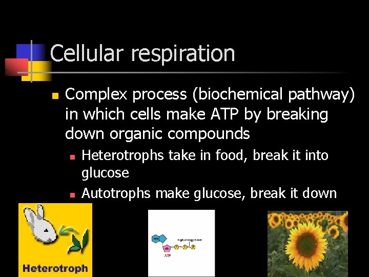 Cellular Respiration and Fermentation Cellular respiration n Complex