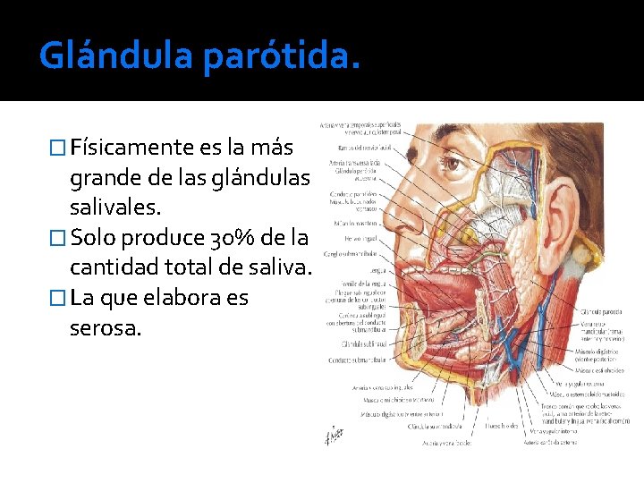 HISTOLOGIA DEL SISTEMA DIGESTIVO GLNDULAS DR HENRRY GEOVANNI