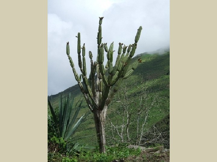 Stem Surface Injuries of several species of Columnar