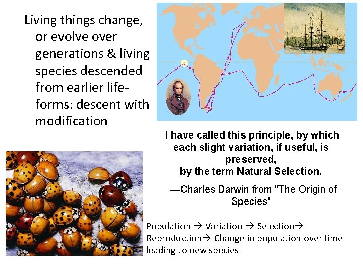 BIG IDEA 1 Evolution as a Process Selection