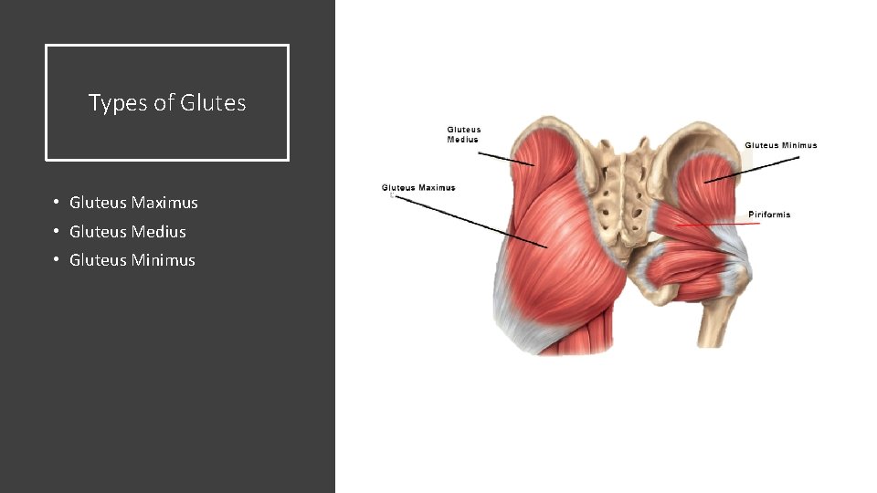 Gluteus Maximus By Jackman Daigle Types of Glutes