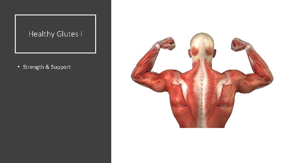Gluteus Maximus By Jackman Daigle Types of Glutes