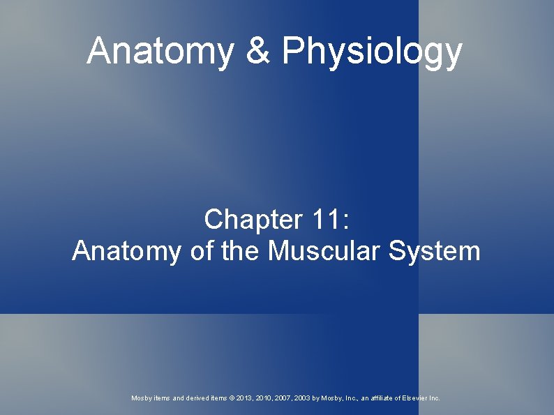 Anatomy Physiology Chapter 11 Anatomy of the Muscular