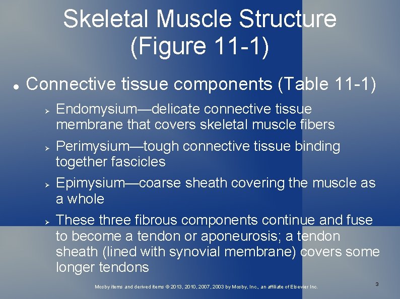 Anatomy Physiology Chapter 11 Anatomy of the Muscular