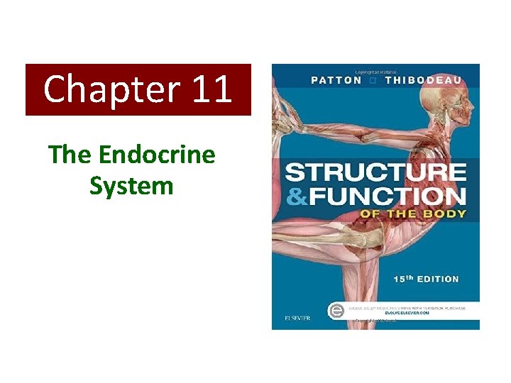 Chapter 11 The Endocrine System Objectives 1 Distinguish