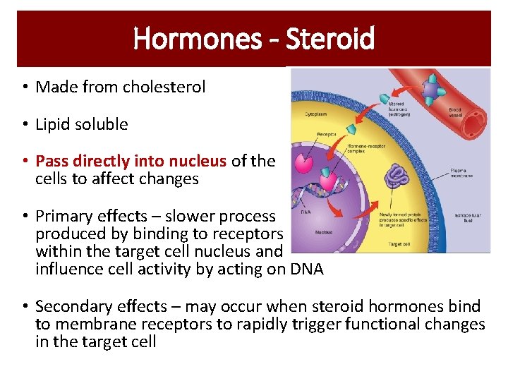 Chapter 11 The Endocrine System Objectives 1 Distinguish