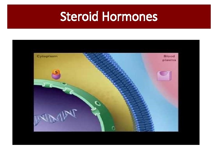 Chapter 11 The Endocrine System Objectives 1 Distinguish