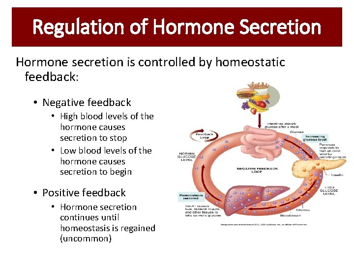 Chapter 11 The Endocrine System Objectives 1 Distinguish