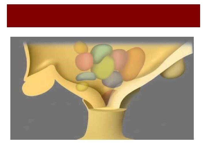 Chapter 11 The Endocrine System Objectives 1 Distinguish