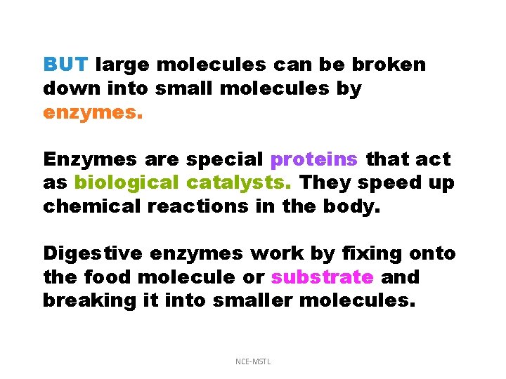 Digestion Enzymes Stages of Nutrition 1 2 3