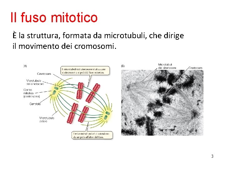 Le fasi del ciclo cellulare la mitosi Questo