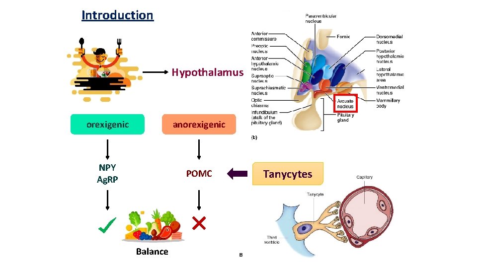 Endocannabinoid system and Tanycytes A crucial role in