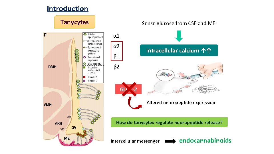 Endocannabinoid system and Tanycytes A crucial role in