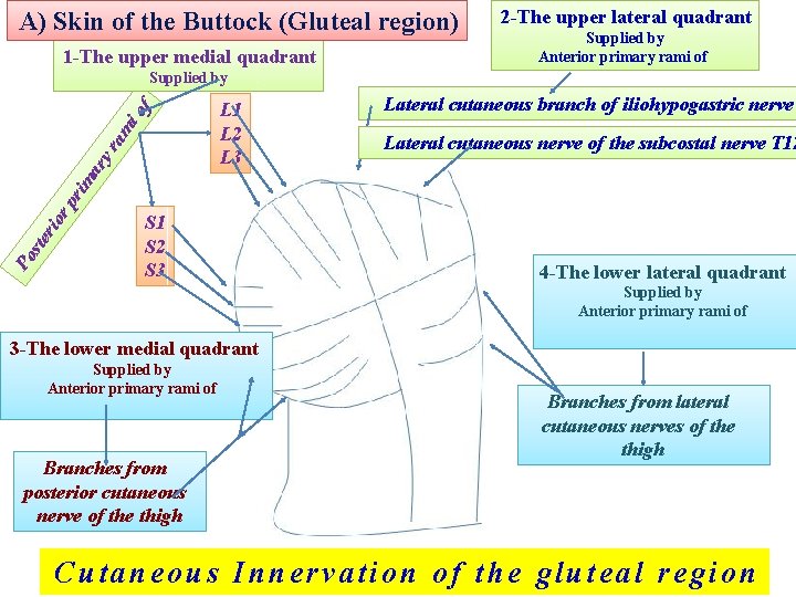 Gluteal region Skin and fascia of the gluteal