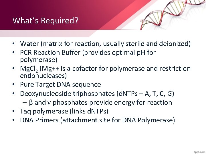 Polymerase Chain Reaction DNA Photocopying SBI 4 U