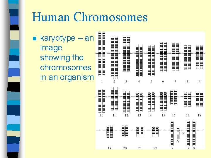 Genetics Human Chromosomes n karyotype an image showing