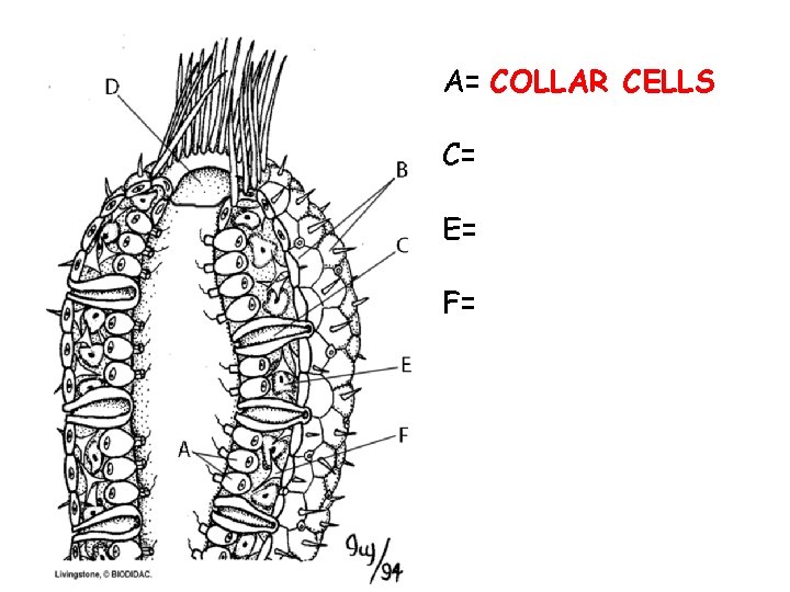 SIMPLE INVERTEBRATES REVIEW QUEST CHECK 1 Which of