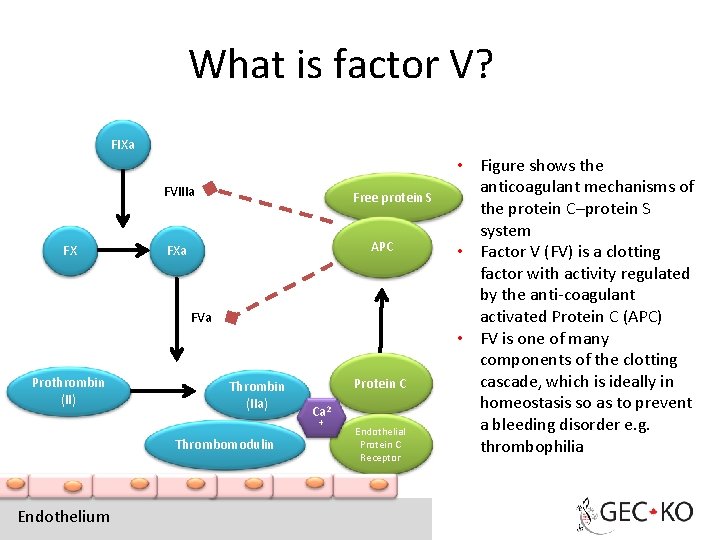 Factor V Leiden Developed by Dr Judith Allanson