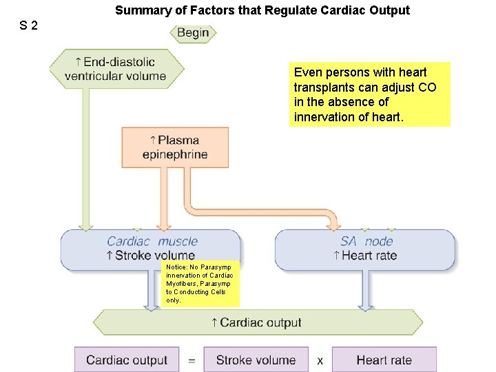 12 November 2010 Cardiovascular Physiology Todays lecture MAP