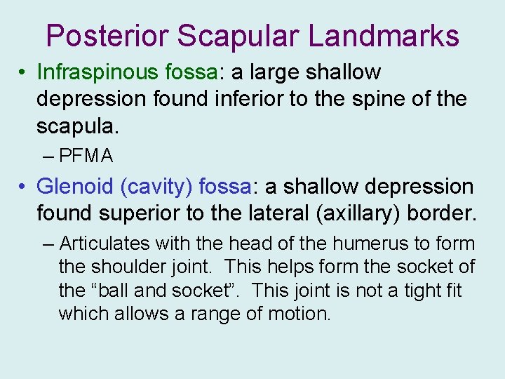 Appendicular Skeleton Appendicular Skeleton Contains 126 bones between