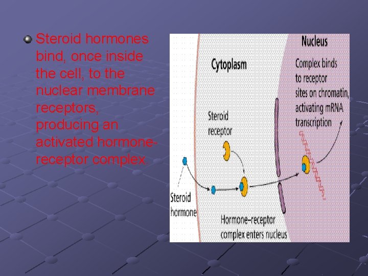 Feedback mechanisms hormones and the endocrine system What